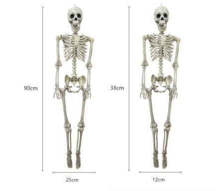 Lifelike Poseable Human Skeleton 36inch Full Body Anatomy Model For ...