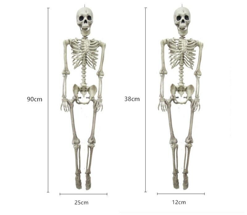 Lifelike Poseable Human Skeleton 36inch Full Body Anatomy Model For ...